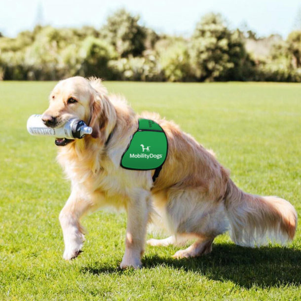 Assistance Dogs NZ | Disability Assist Dogs | Mobility Dogs