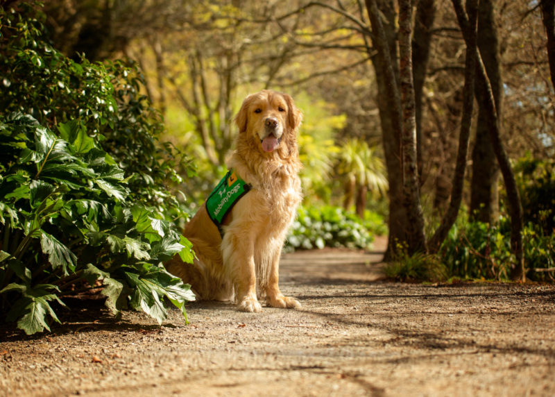 Therapy Dog Blake - Mobility Dogs