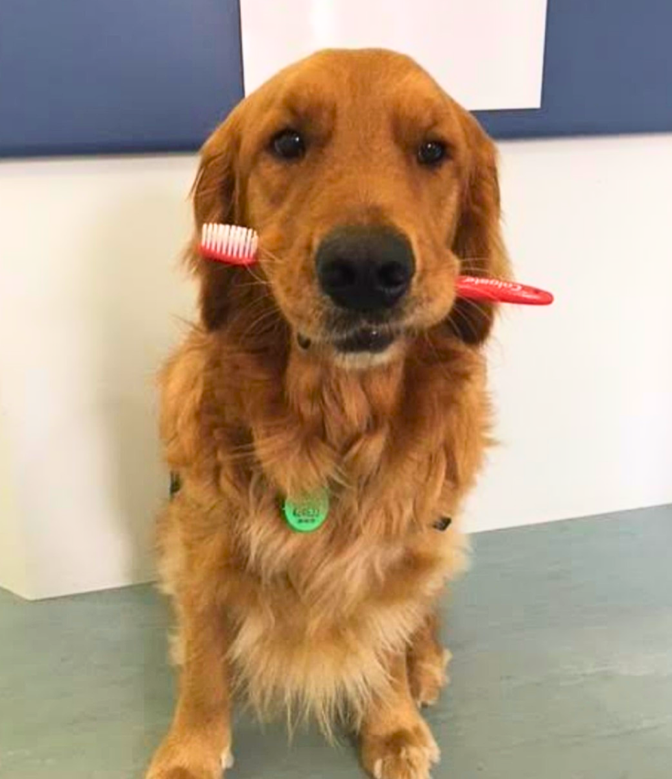 Information for Clinicians - Mobility Dogs